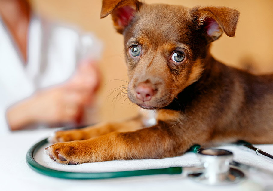 Puppy Wellness Care | Rose Creek Animal Clinic in Herriman, UT