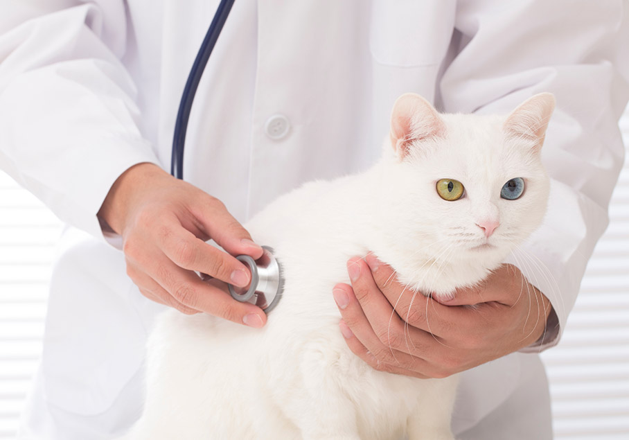 Veterinary Services | Rose Creek Animal Clinic | Vet in Herriman